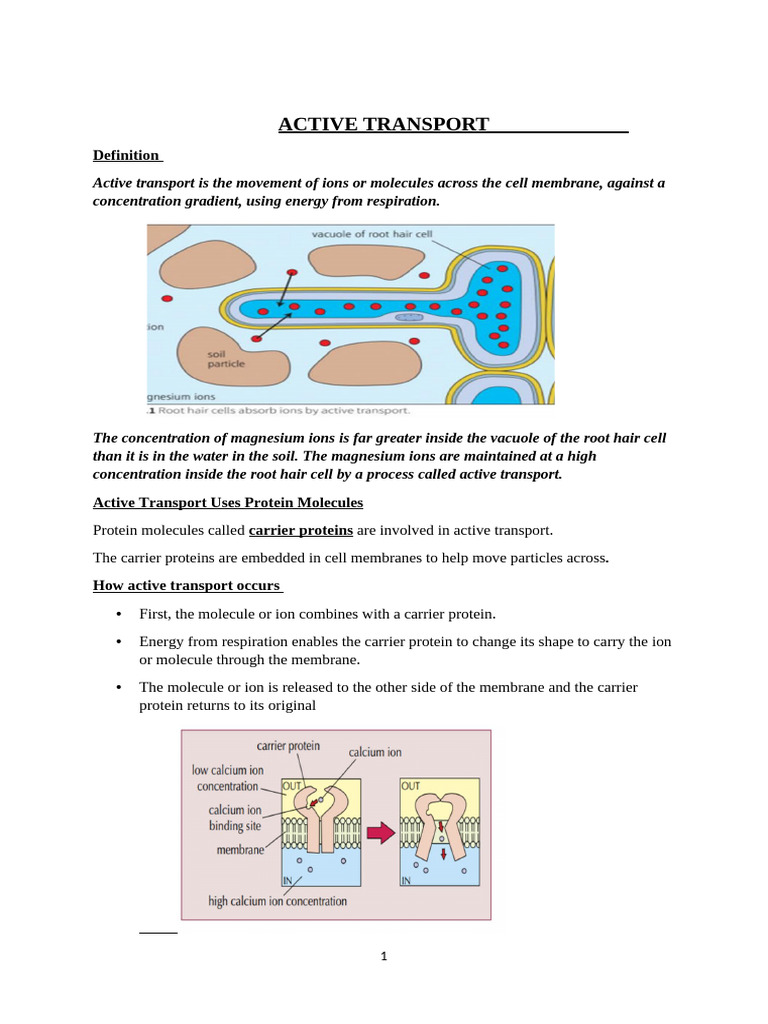 ACTIVE TRANSPORT | PDF