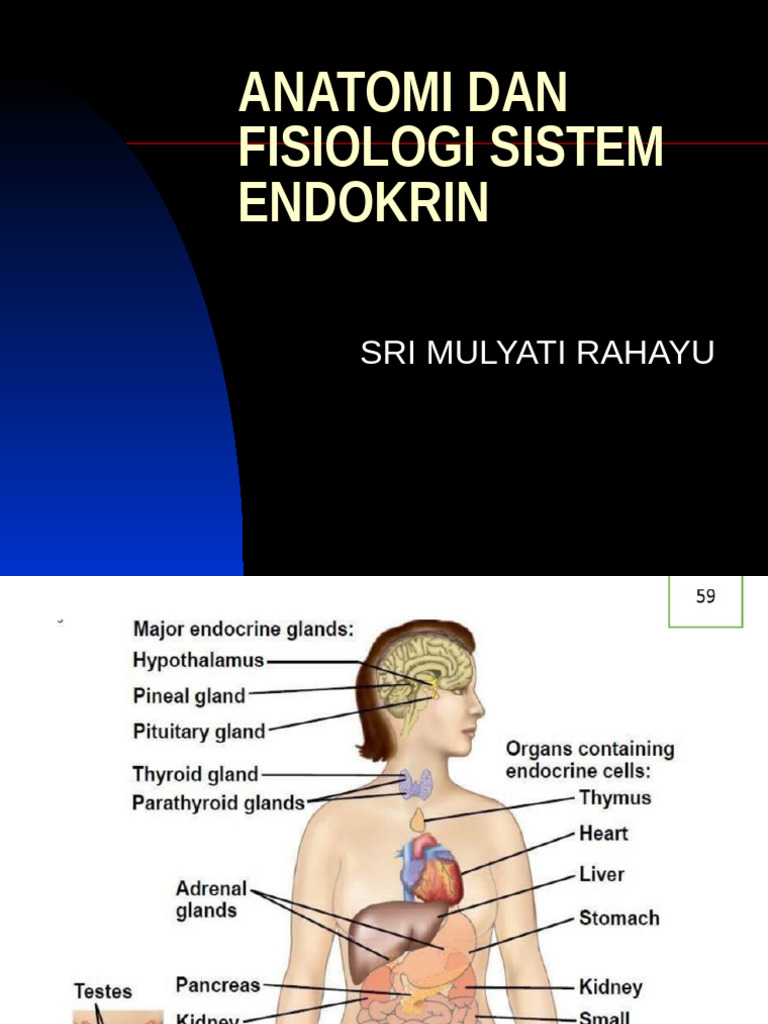 Sistem Endokrin: Anatomi dan Fungsi | PDF