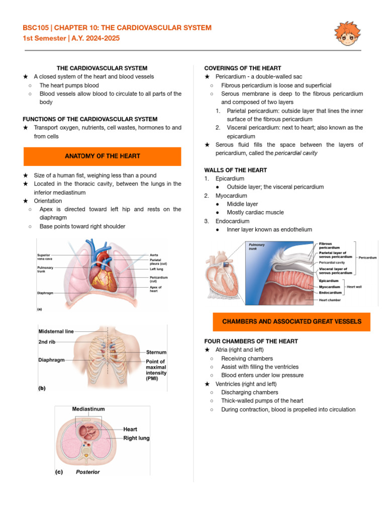 Anaphy Chapter 11 - Cardiovascular | PDF | Heart | Heart Valve