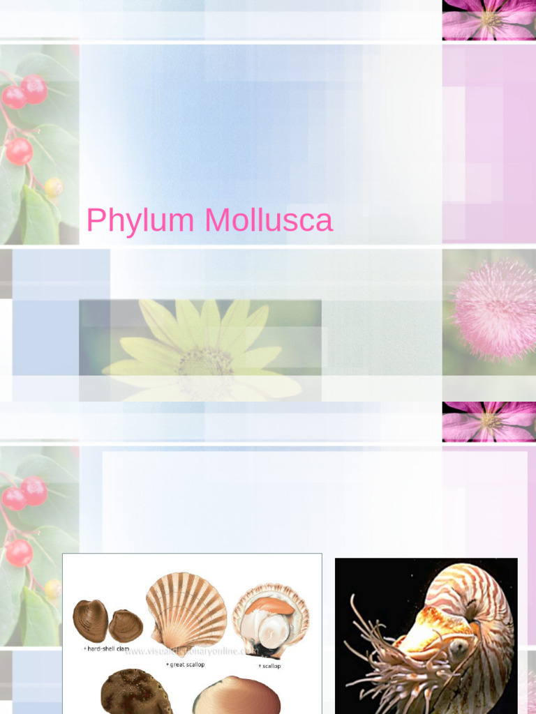 Lecture Phylum Mollusca | PDF | Mollusca | Bivalvia