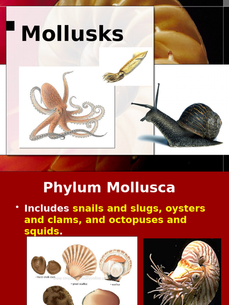 Molluscs Revised Cam | PDF | Mollusca | Bivalvia