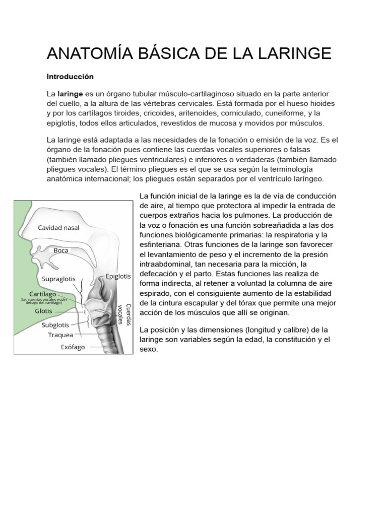 Anatomía Básica de La Laringe | PDF | Laringe | Cabeza y cuello humanos