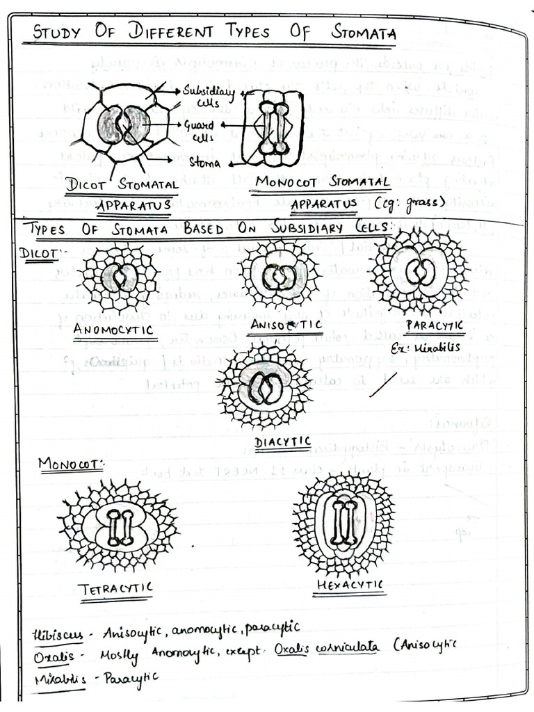 Stomatal Index | PDF