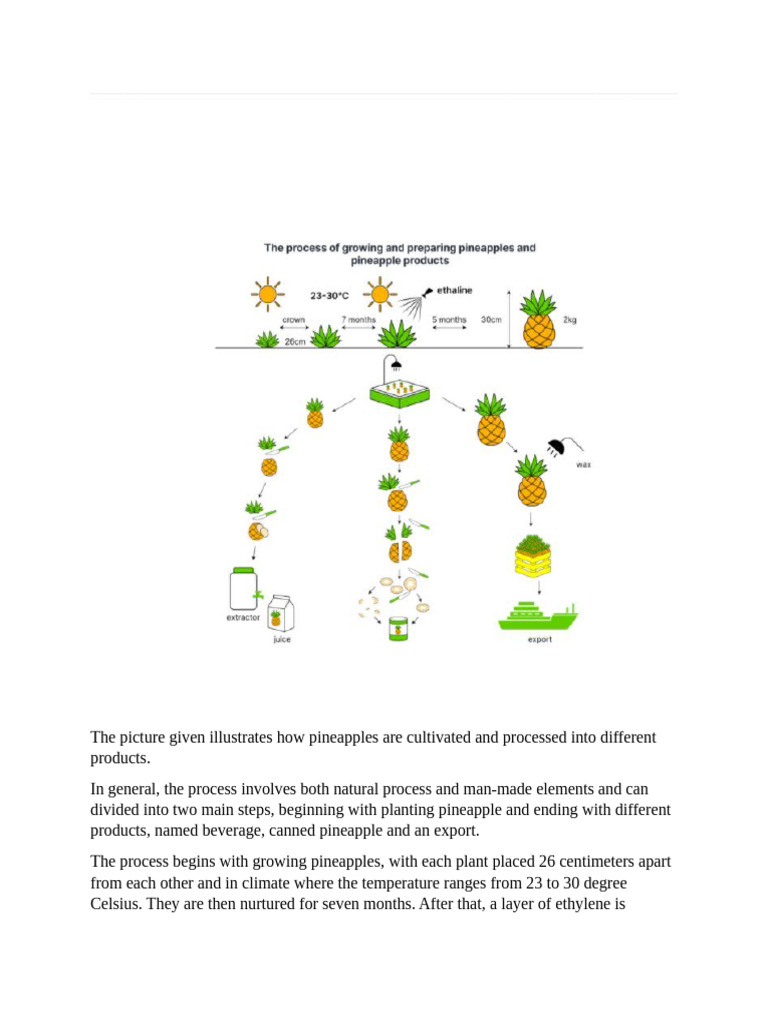 Pineapple Process | PDF