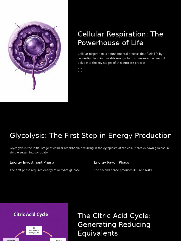 Cellular Respiration Stages Explained | PDF