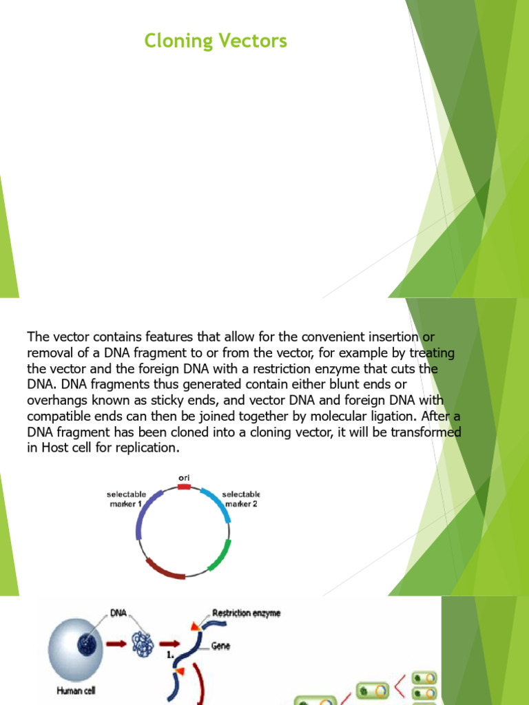Cloning Vectors | PDF | Molecular Cloning | Plasmid