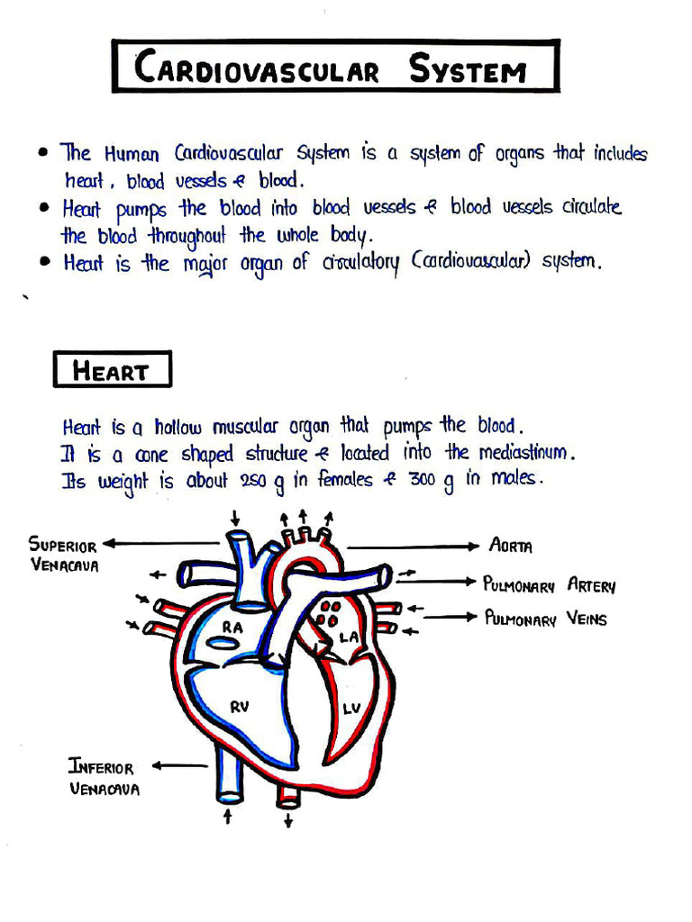 Hypertension Pathophysiology | PDF