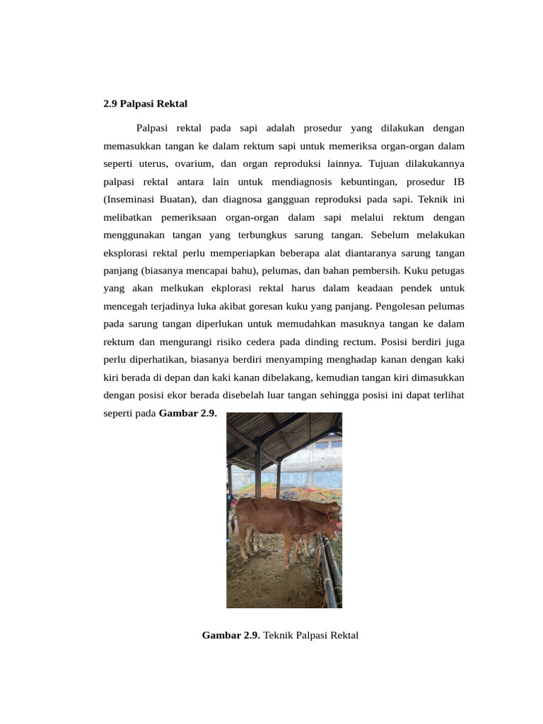 Teknik Palpasi Rektal pada Sapi | PDF