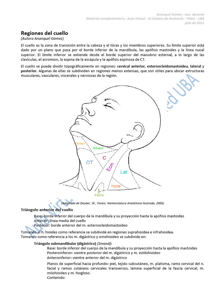 Regiones del Cuello en Anatomía | PDF | Anatomía humana | Tejido suave