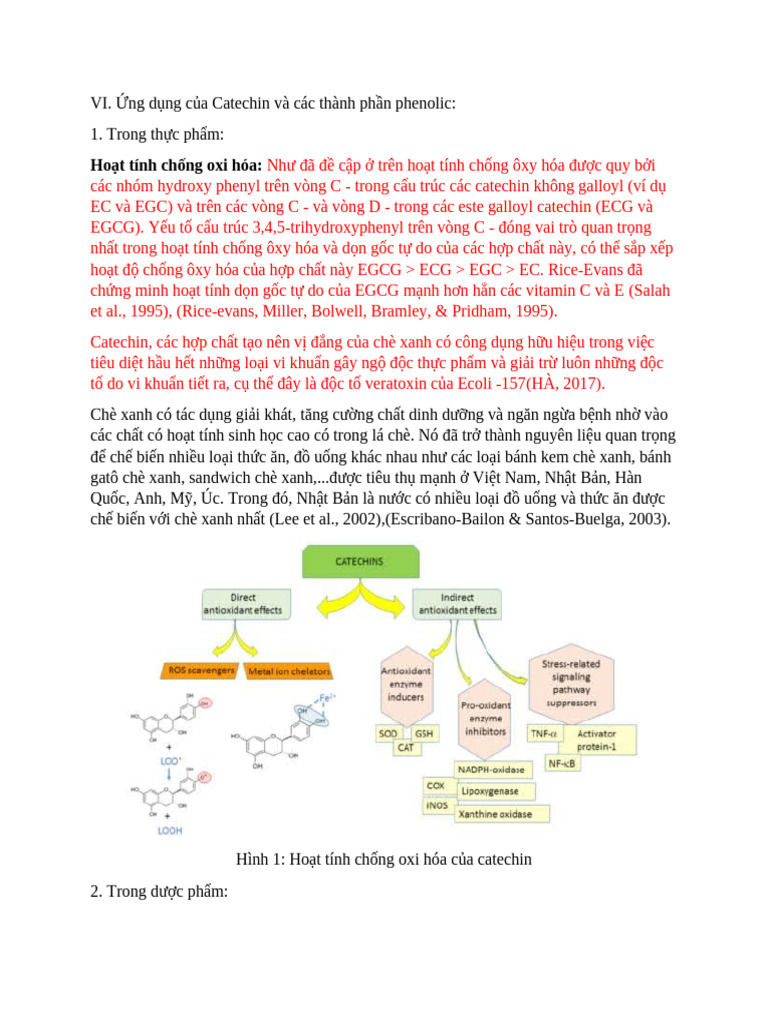VI. NG D NG Catechin Và TP Phenolic | PDF