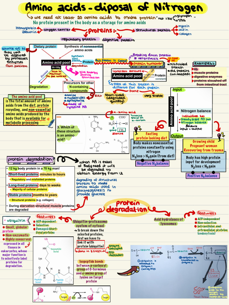 I Am Sharing 'Tutorial 11' With You | PDF | Proteins | Amino Acid