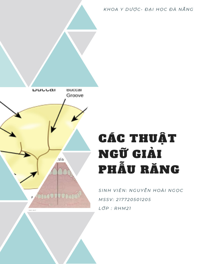BÀI TẬP GIẢI PHẪU RĂNG | PDF