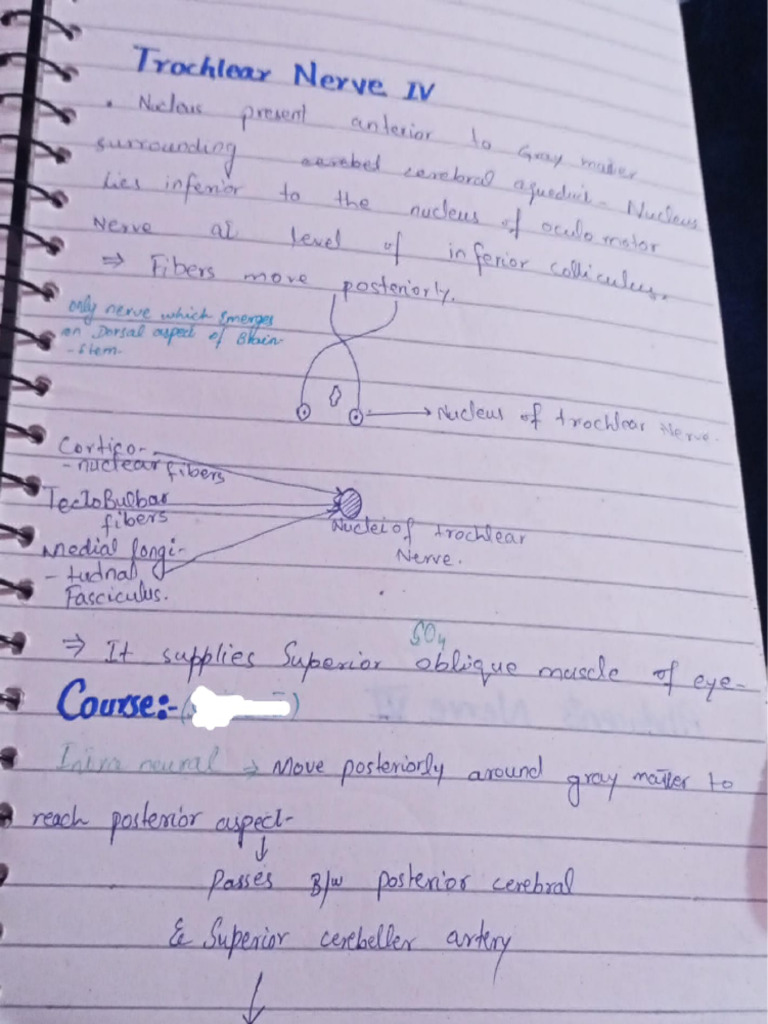 Trochlear Nerve and Its Course | PDF