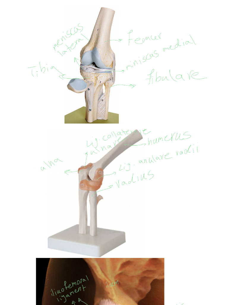 Anatomi Pratik 2 | PDF