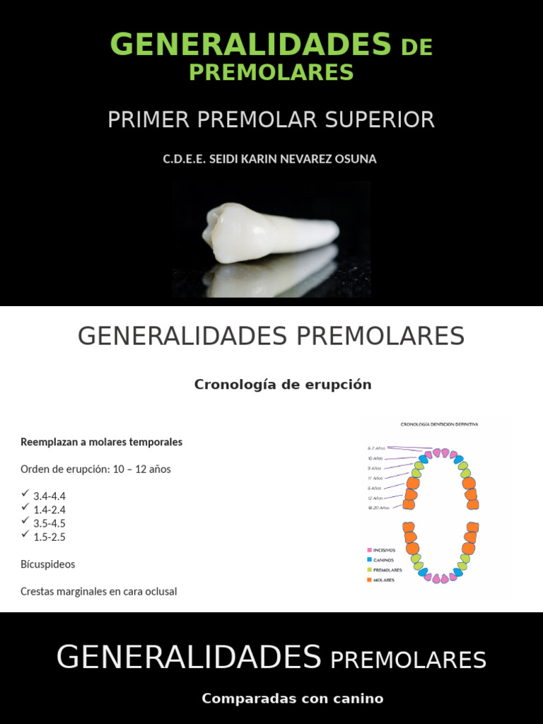 Características del Primer Premolar Superior | PDF | Odontología | Ramas de Odontología