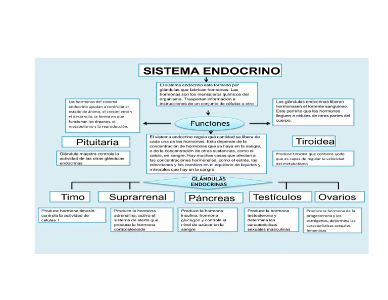 Mapa Conceptual Sistema Endocrino 2 | PDF