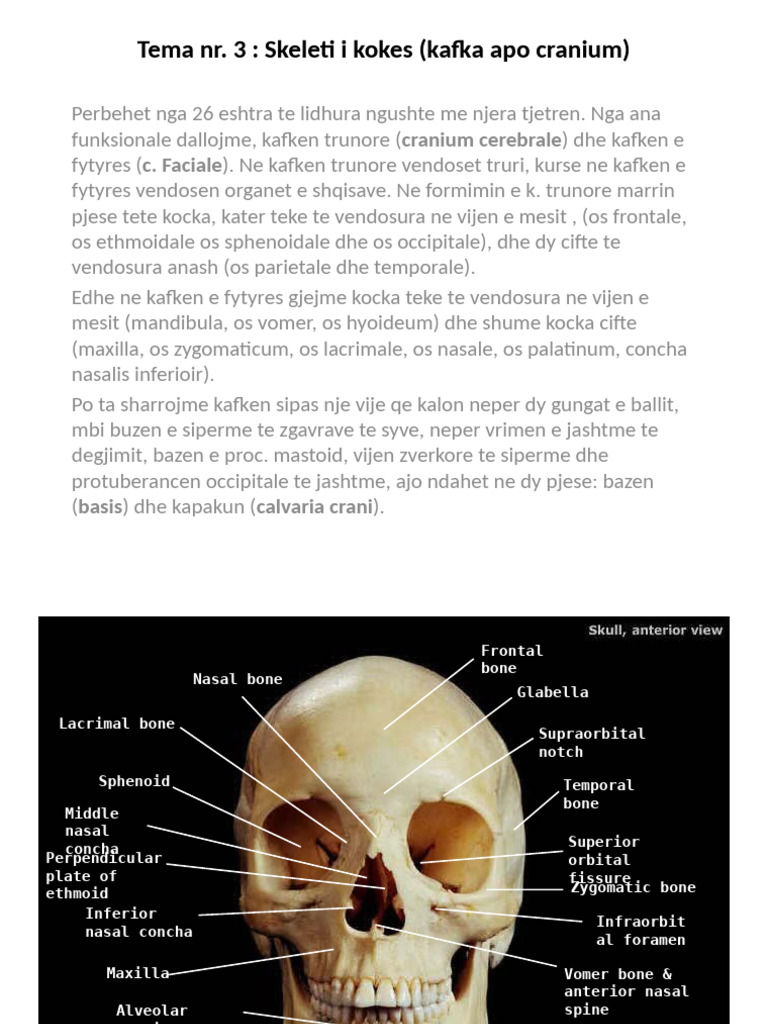 lex.anat.3dhe 4 | PDF