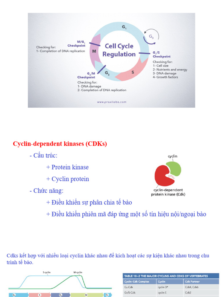 Cell Cycle | PDF