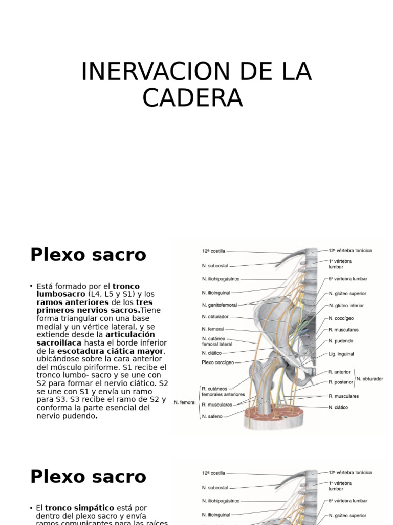 Inervación de la cadera y plexo sacro | PDF