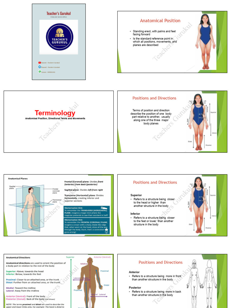 Anatomical Positions and Movements Class Notes (1) | PDF | Anatomical ...
