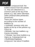 Leaf and Leaflet Morphology Guide | PDF | Leaf | Branches Of Botany