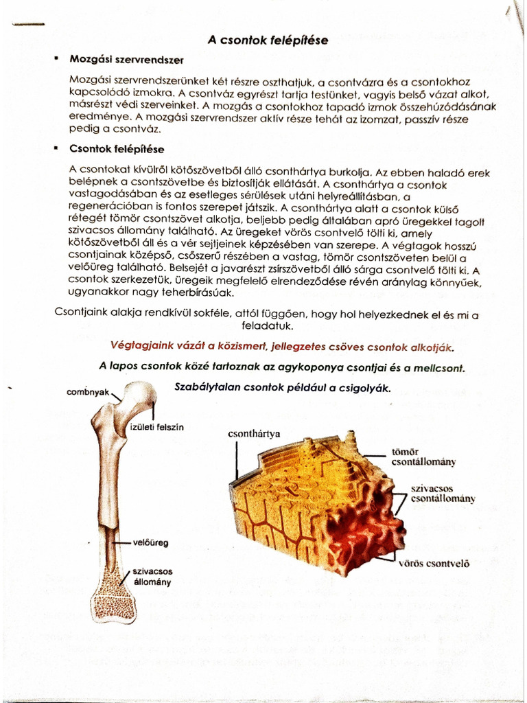 csontok felépítésea4 tétel | PDF