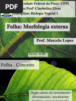 Morfologia e Tipos de Folhas | PDF | Folha | Plantas