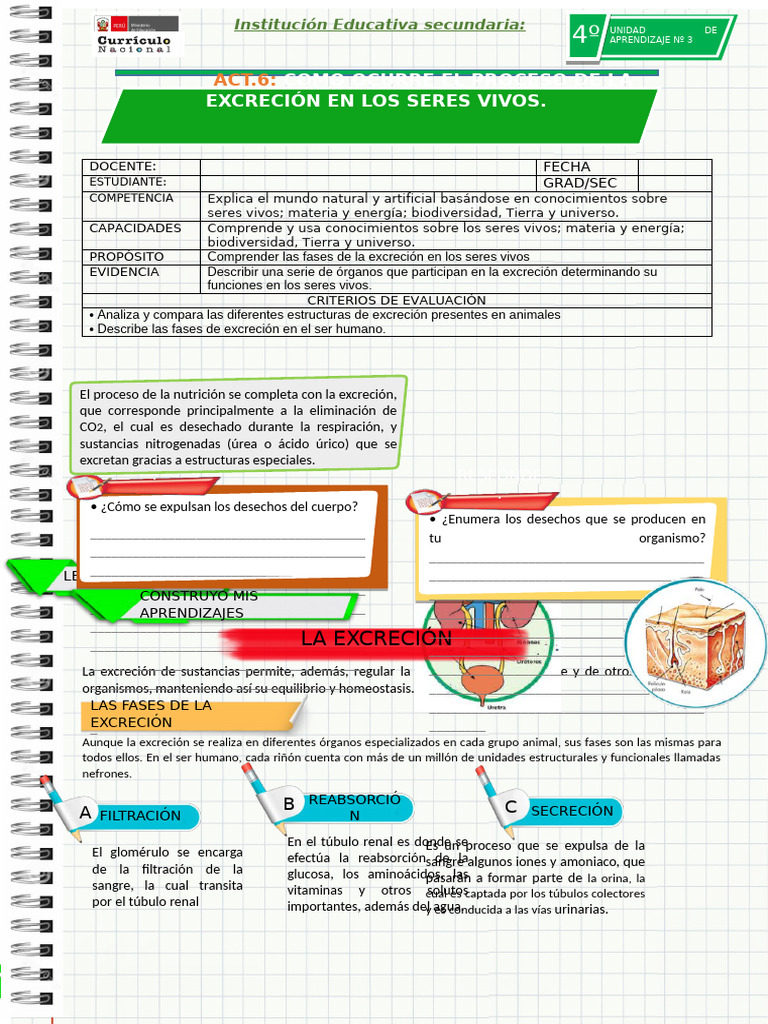 D-4º Act 6-Cyt-Und 3 | PDF | Riñón | Excreción