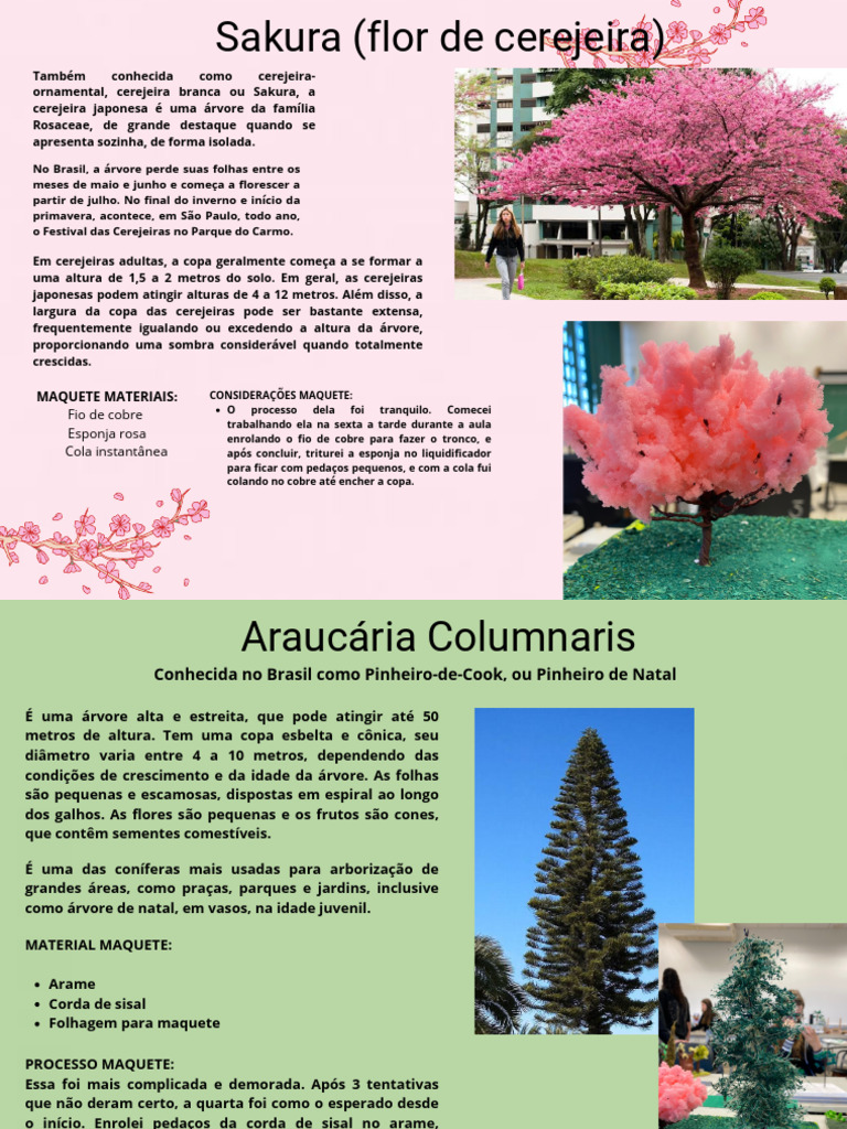 Sakura (Árvore de Cerejeira) | PDF