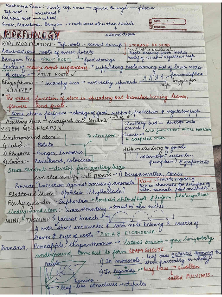 Morphology Short Notes 2 | PDF
