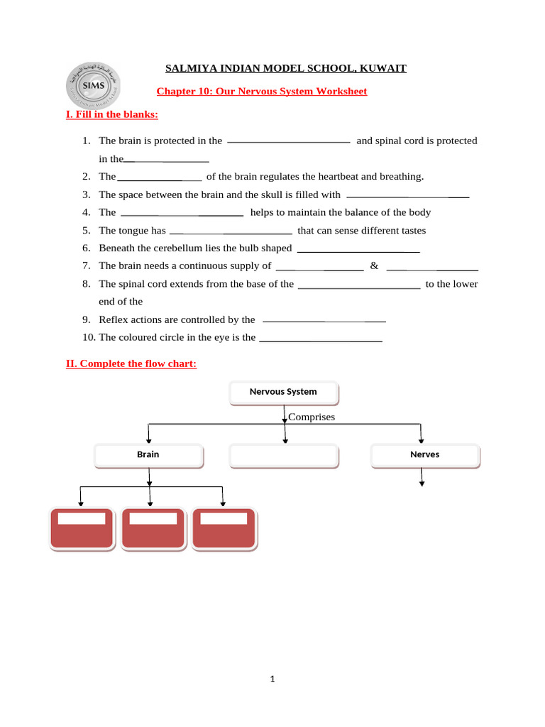 Answer Key-Ch-10 Our Nervous System - Worksheet | PDF | Brain | Nerve