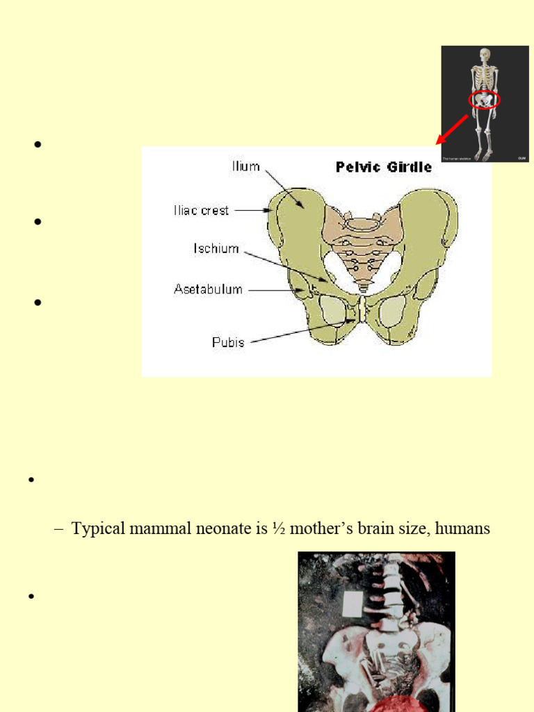05 A366WB The Pelvis | PDF | Pelvis | Musculoskeletal System