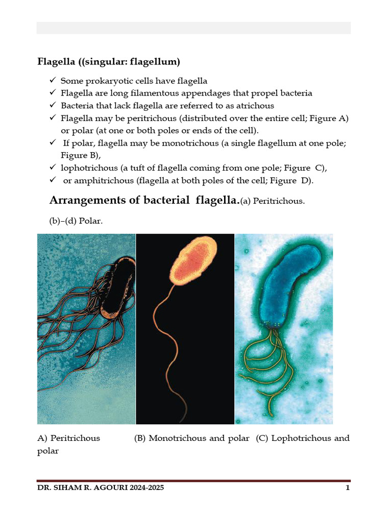 Bacterial Flagella and Cell Structure Explained | PDF | Cell (Biology ...