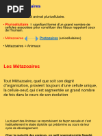 COURS L1 Metazoaire | PDF | Anatomie | Biologie