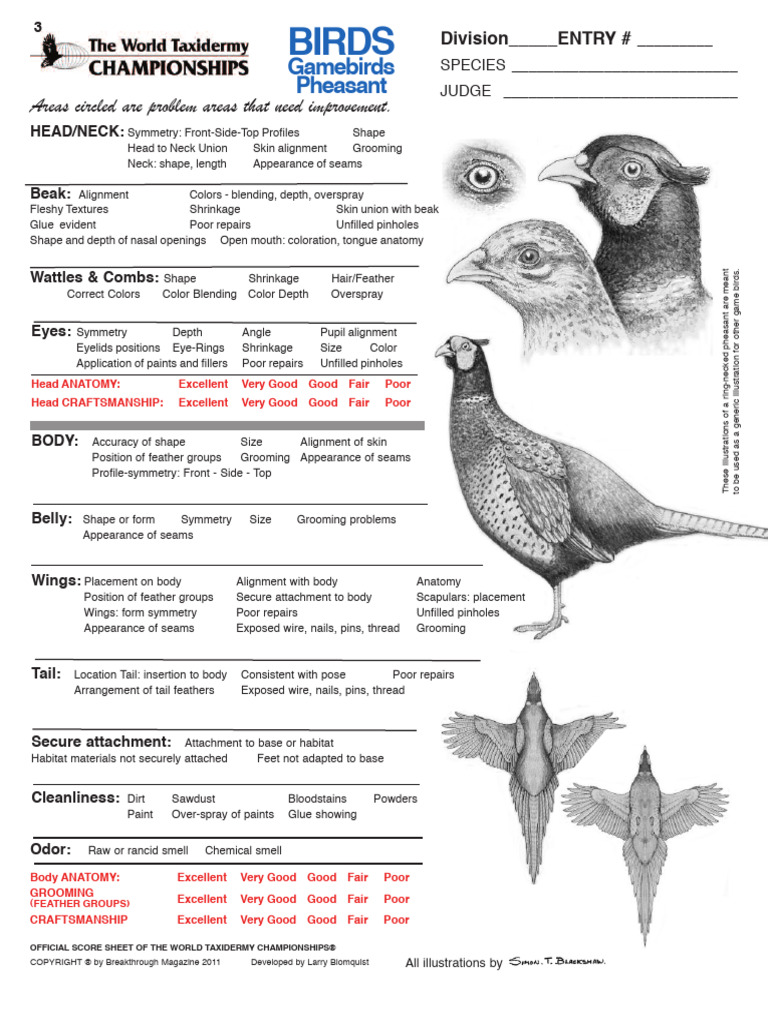 03.Bird GAMEBIRD Pheasant copy - 副本 | PDF | Feather | Galliformes