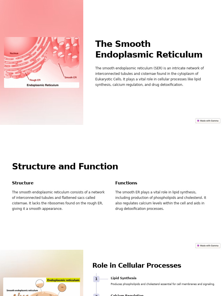 The Smooth Endoplasmic Reticulum | PDF | Endoplasmic Reticulum | Histology