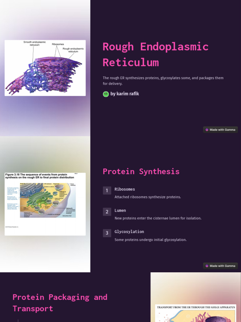 Rough-Endoplasmic-Reticulum | PDF