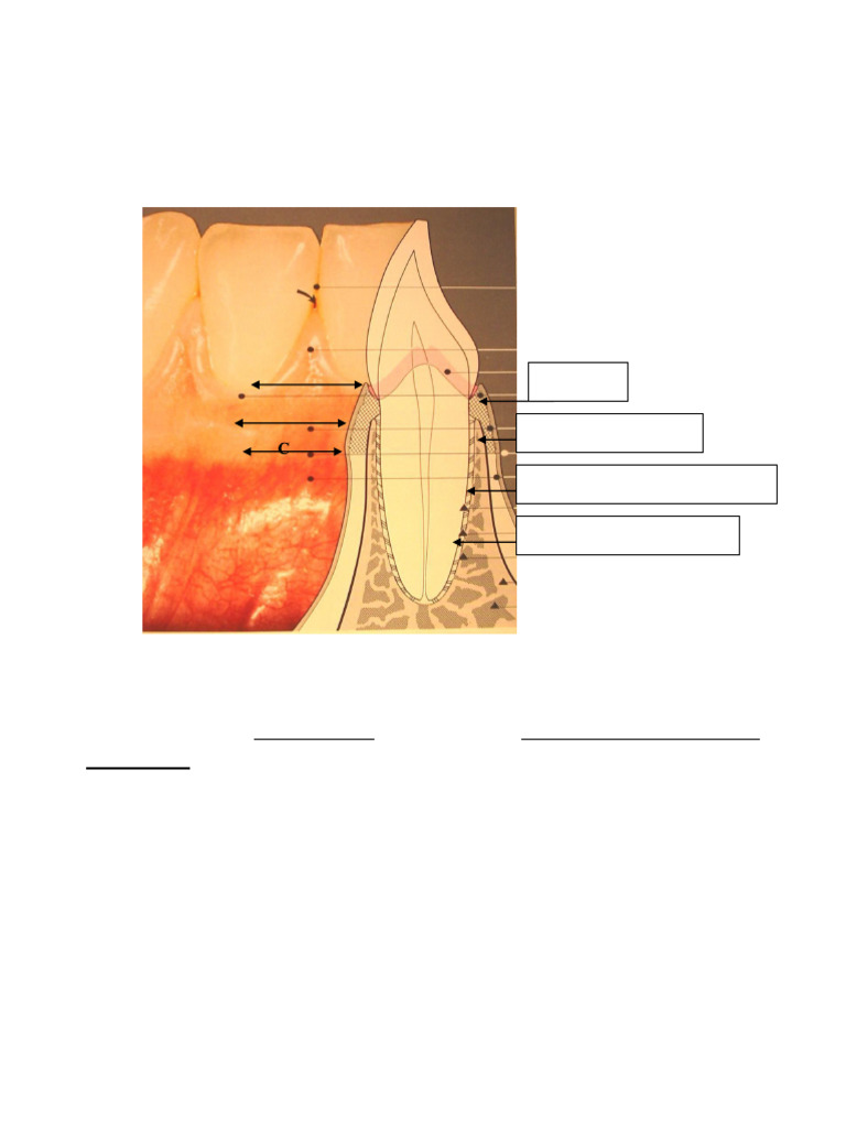 Caracteristicas Macro y Microscopicas Del Periodonto | PDF | Epitelio | Colágeno