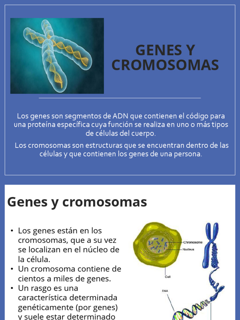 Genes y cromosomas | PDF | Cromosoma | Gene