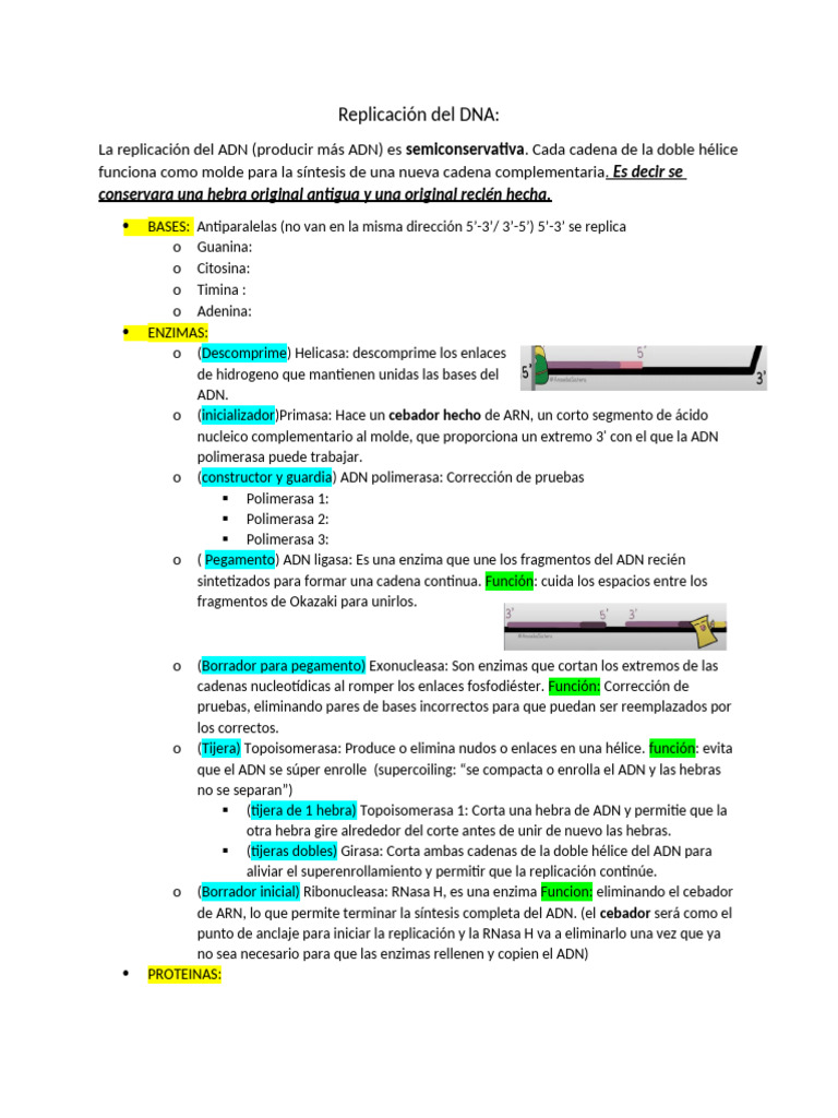 Replicación Del DNA | PDF