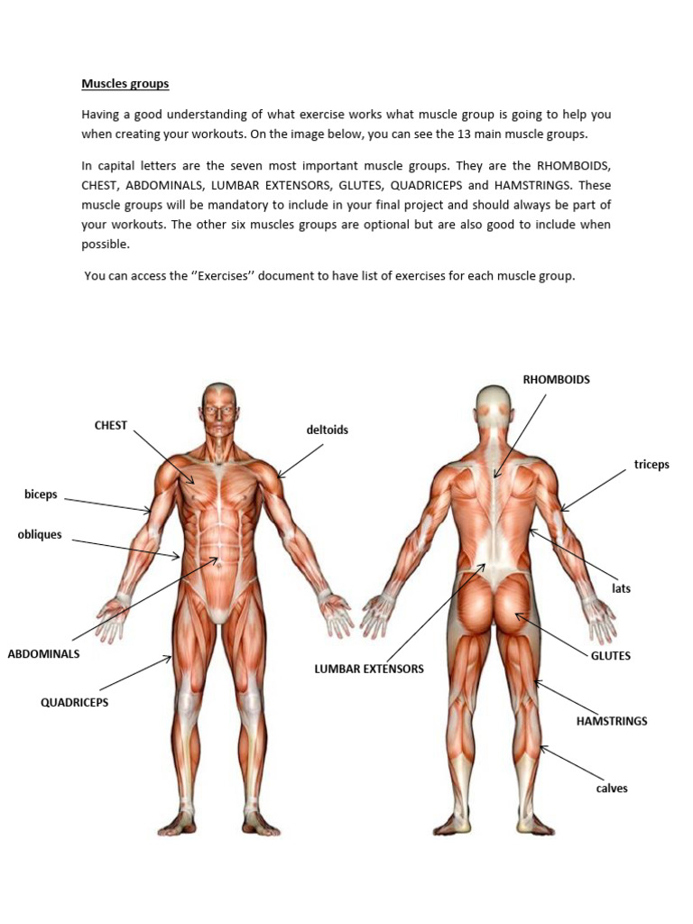 Essential Muscle Groups for Workouts | PDF
