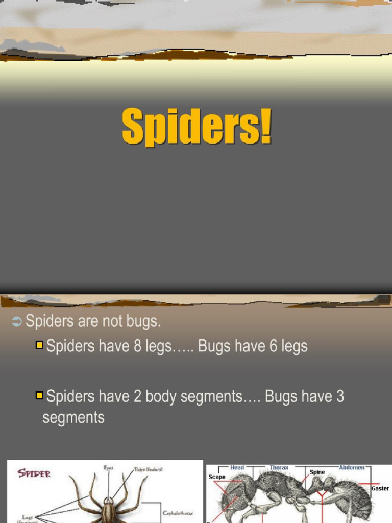 Spiders | PDF
