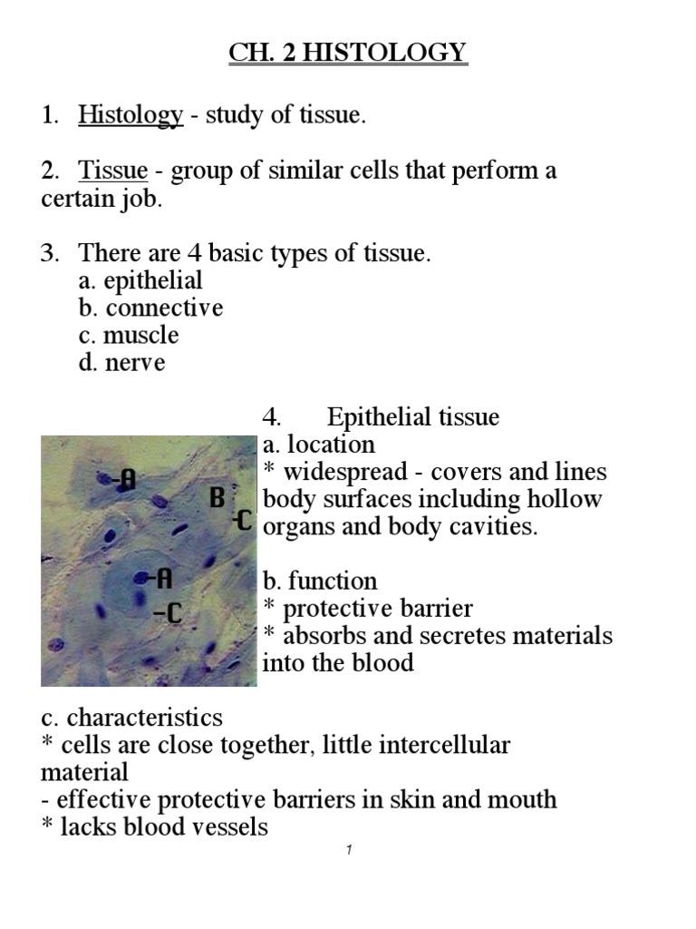 Ch.2 Histology Notes | Epithelium | Tissue (Biology)
