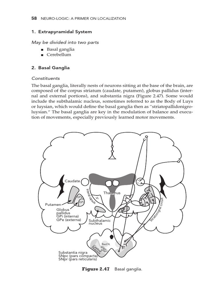 Neuro-Logic A Primer Localization 3 | PDF | Basal Ganglia | Spinal Cord