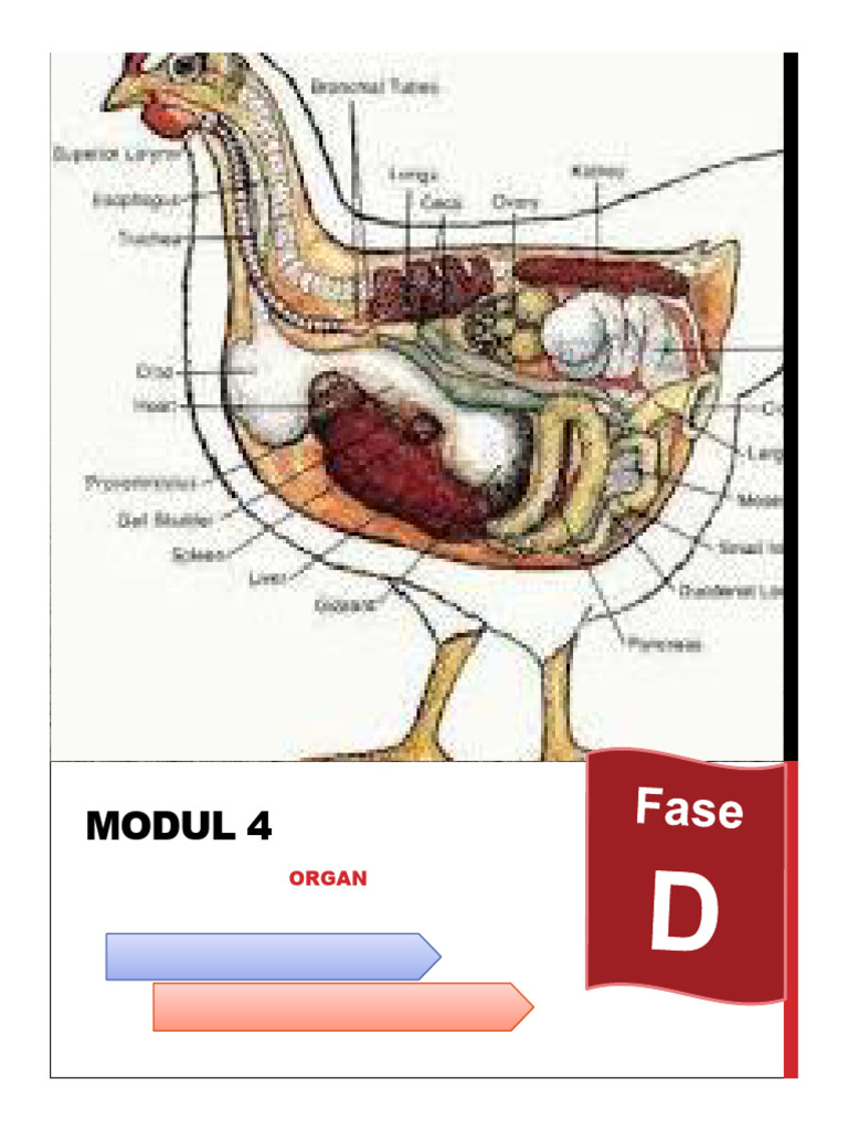 MODUL AJAR 4 ORGAN | PDF