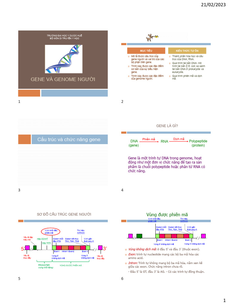 Gene Va Genome | PDF