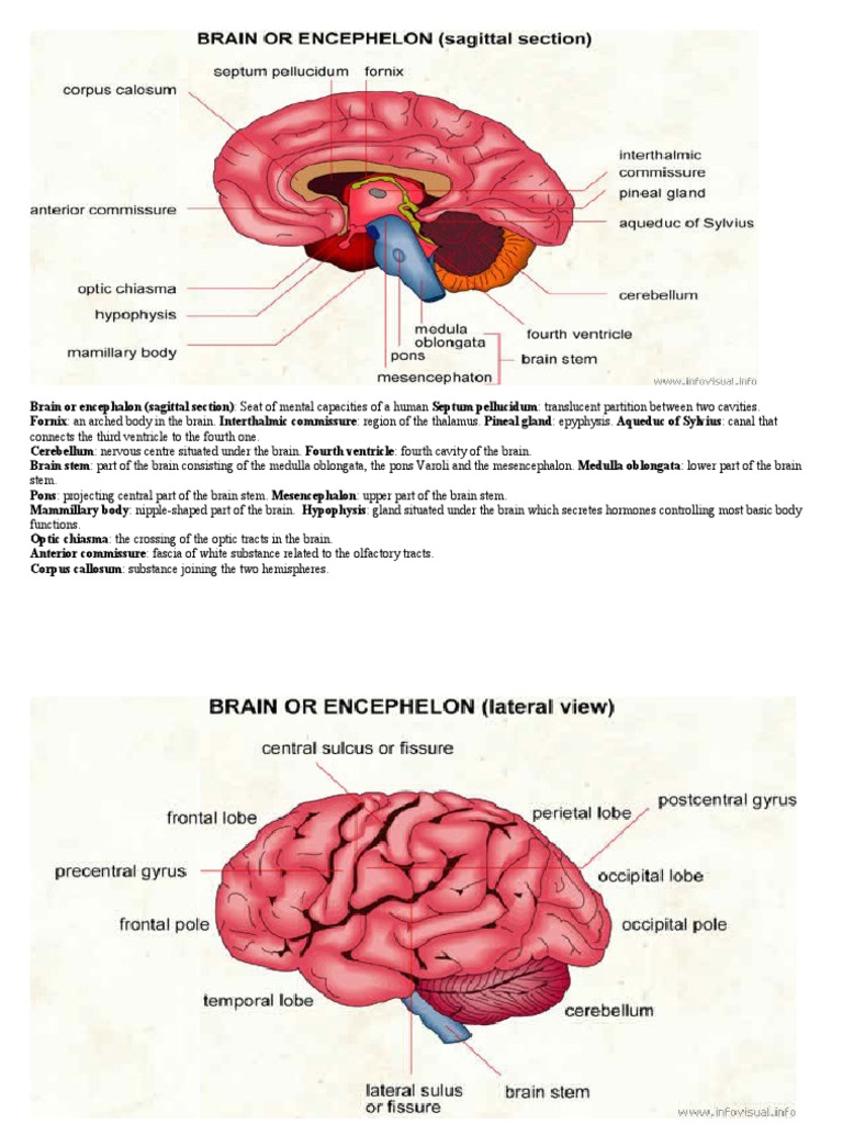 Brain or Encephalon | Neuron | Nerve