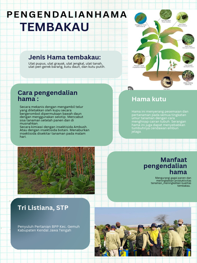 Pengendalian Hama Tembakau | PDF