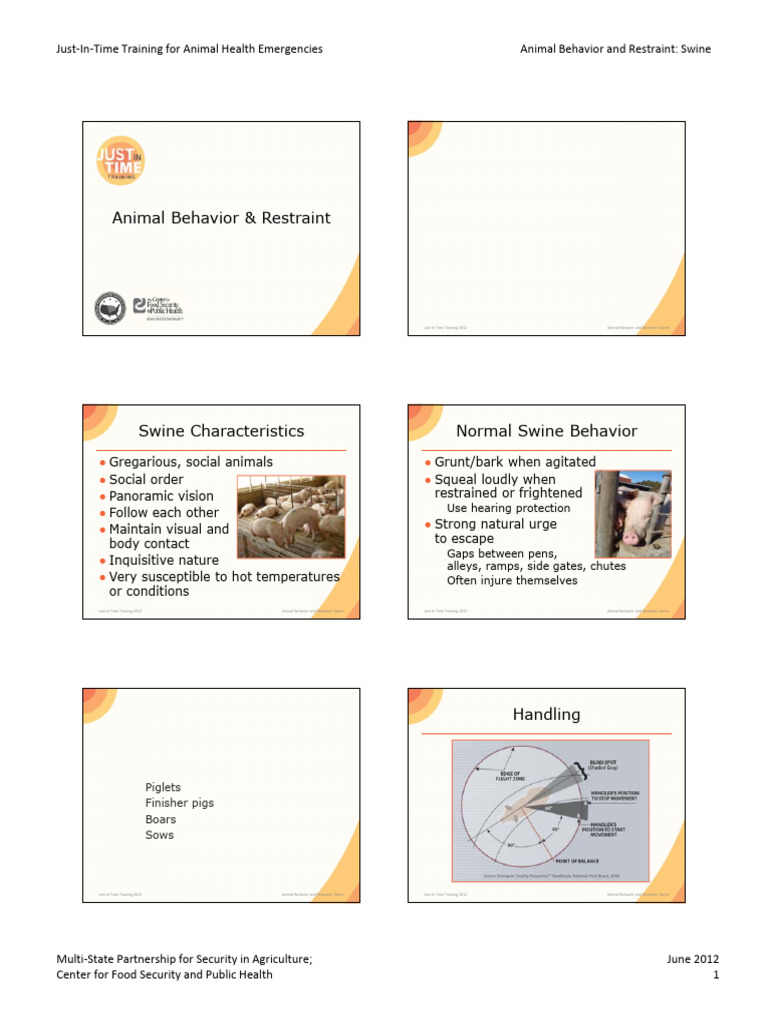08 Animal Behavior Restraint Swine PPT 6slide HANDOUT | PDF | Pig
