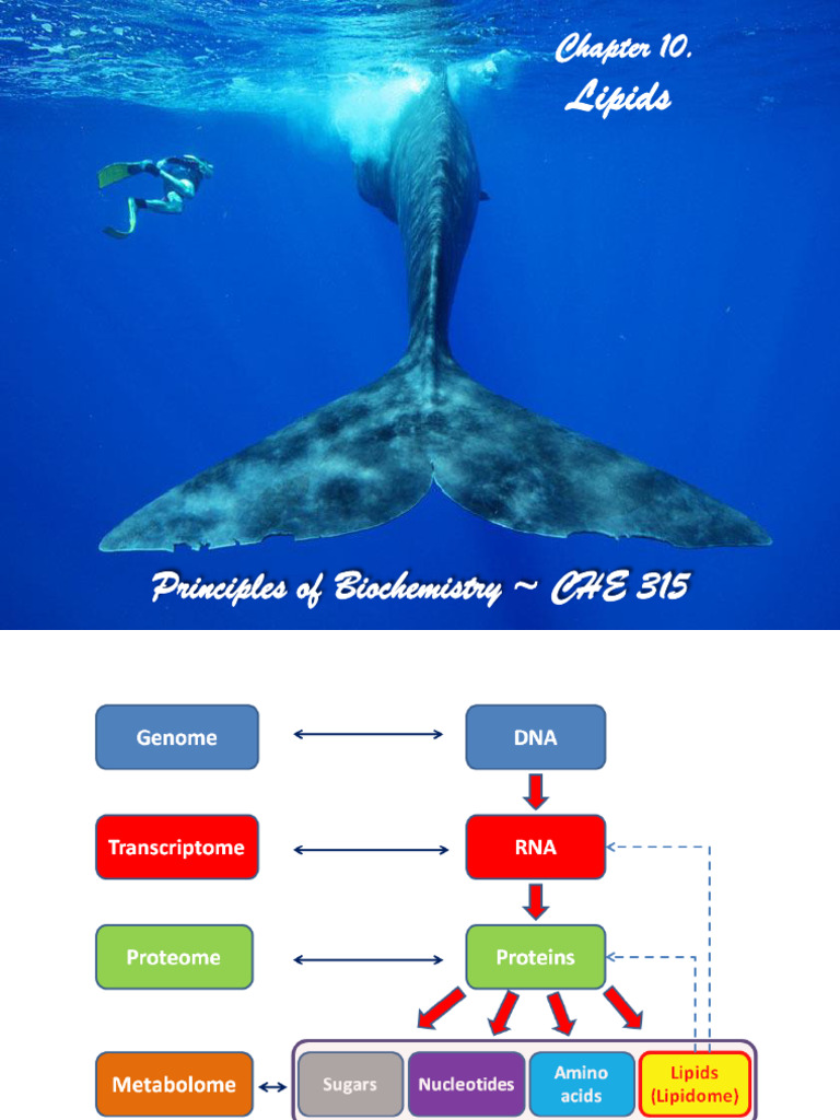 Chapter 10 Slides | PDF | Triglyceride | Lipid